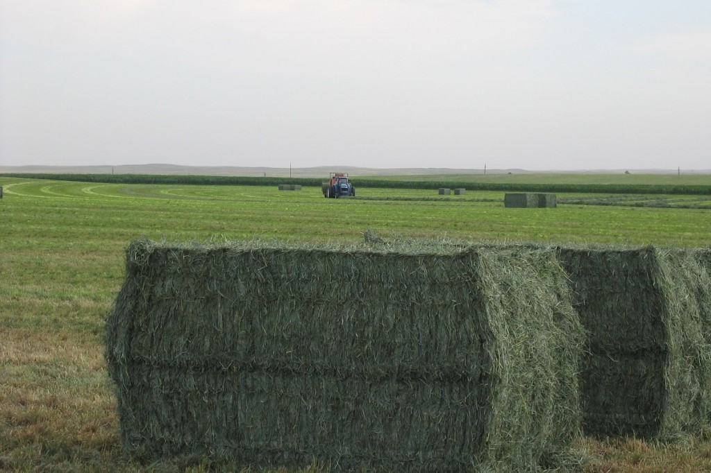 Orchard / Alfalfa – HALL'S HAY